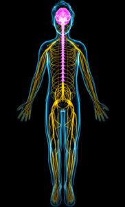 What is the Vagus Nerve? | Handcrafted Health